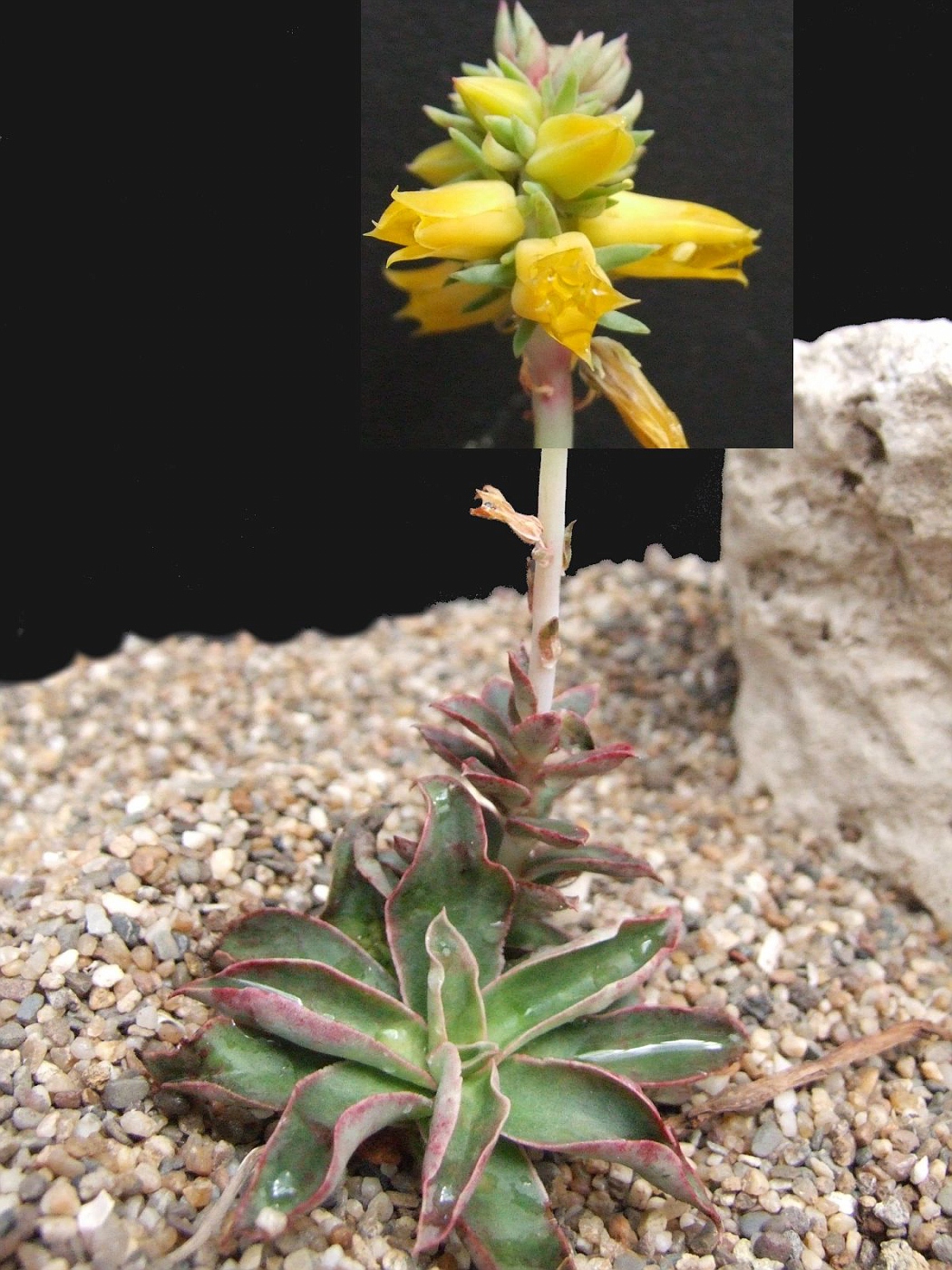 Photo: Echeveria racemosa v. citriflora Palma Sola | Echeveria. album ...