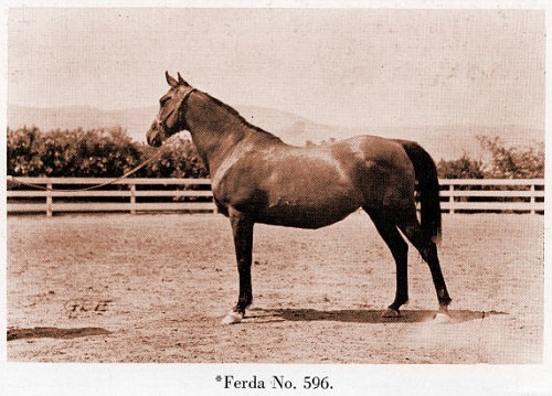 Photo: Ferda | American Foundation Arabian Horses - more photos album ...
