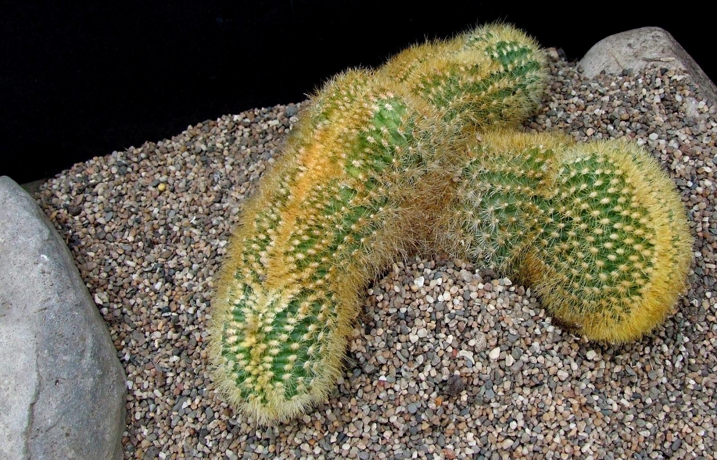Photo: Haageocereus icosagonus | Cactus Cereus. album | Cok ...