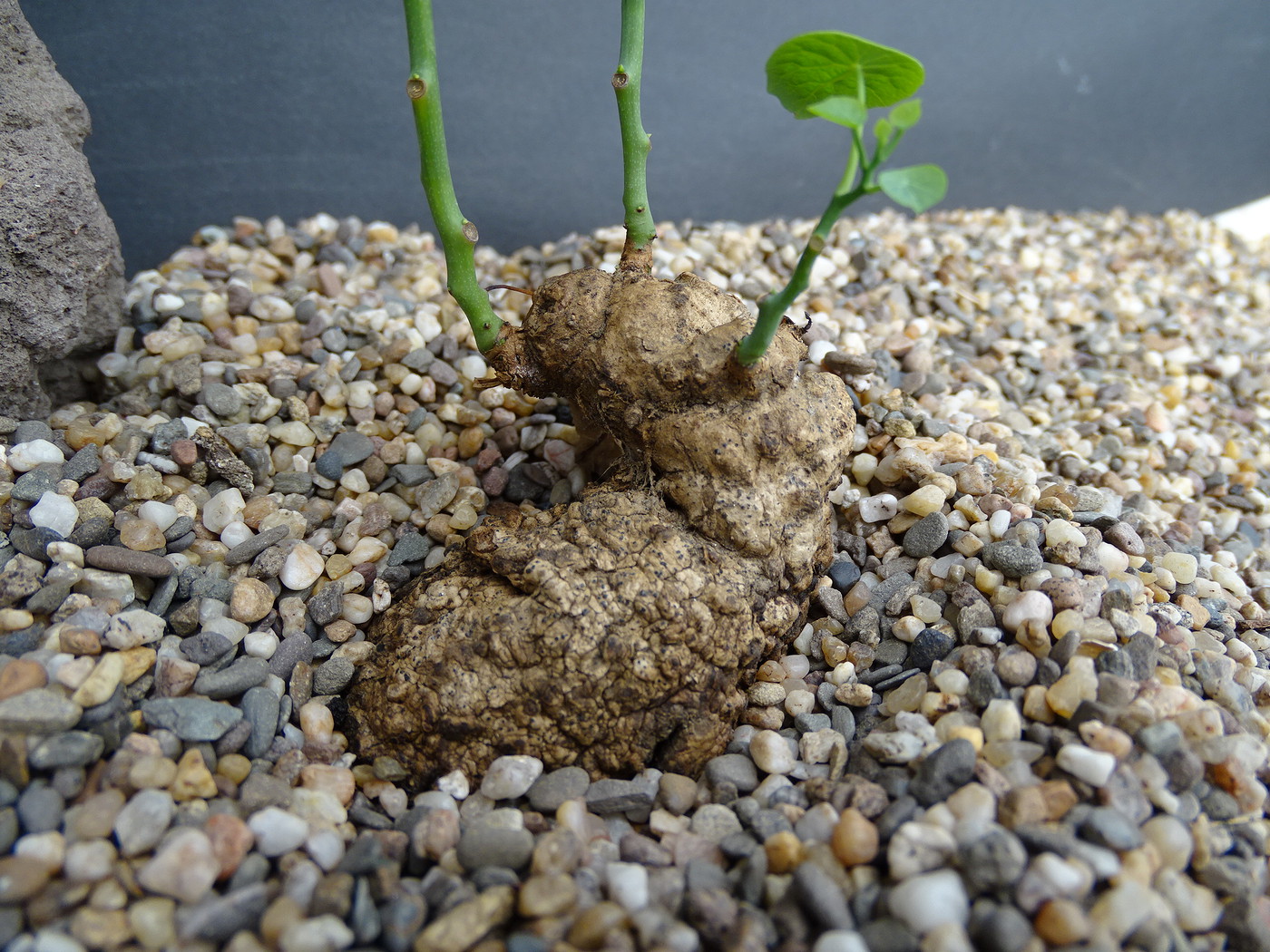 Photo: Stephania rotunda | Caudex and Fat plants. album | Cok ...