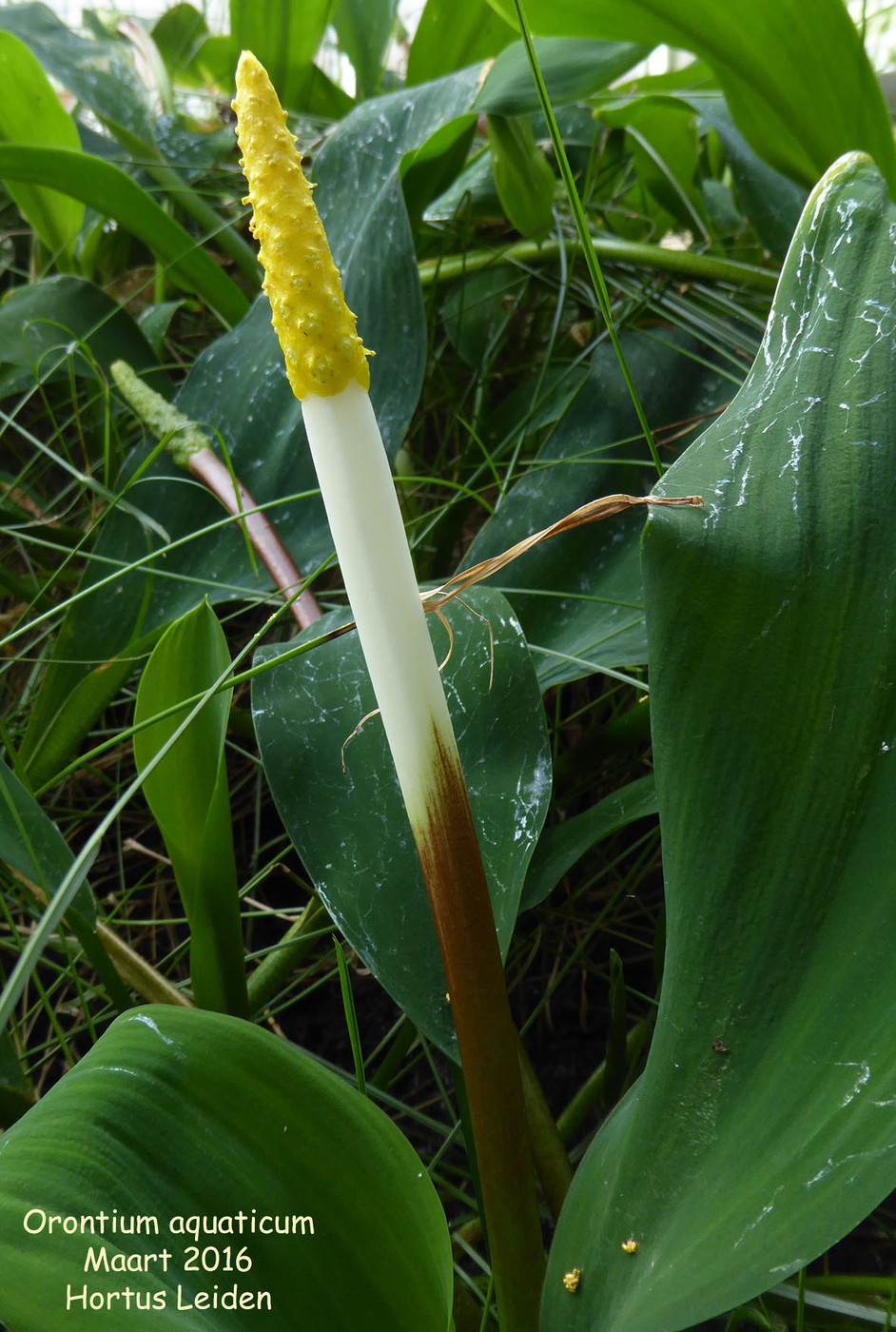 Photo: Orontium aquaticum | ZZ. Araceae (others) album | Nora Goosen ...
