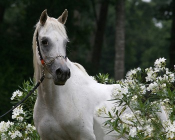 Photo: ANSATA MILLENNIA | ANSATA ARABIAN STUD- Donald & Judith Forbis ...