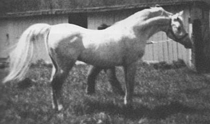 Photo: TRIPLE THREAT #23508 (Ruffles x Ghislana, by Rafourid) 1962-1990 ...