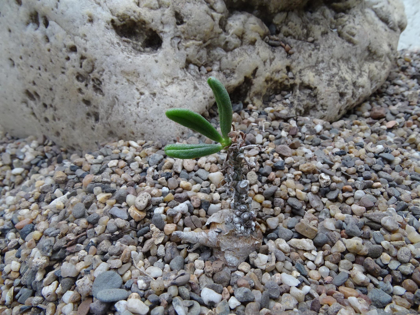 Photo: Tylecodon sulphureus | Tylecodon. album | Cok Grootscholten ...