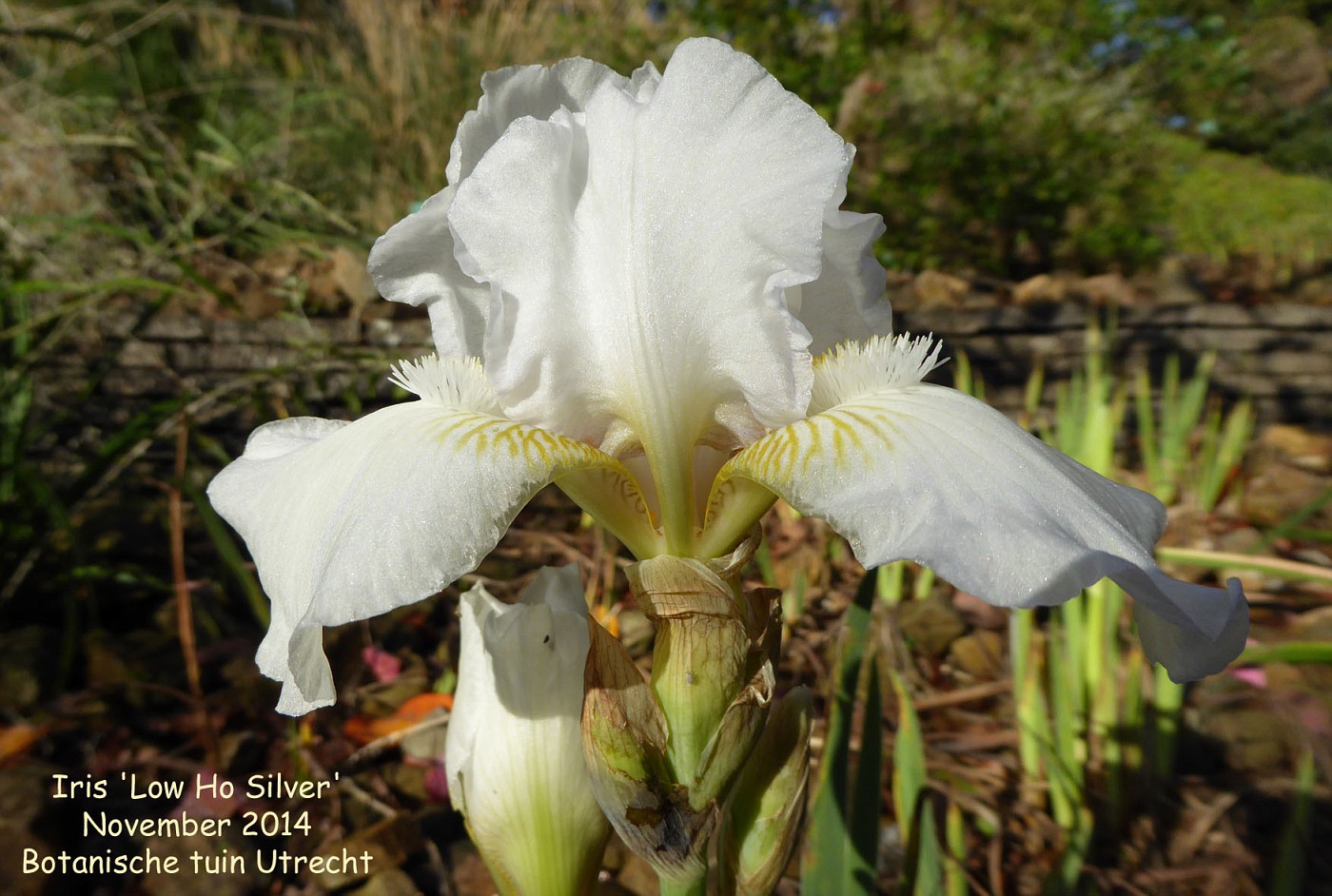 Photo: Iris 'Low Ho Silver' | Iris (bearded hybrids) album | Nora Goosen | Fotki.com, photo and ...