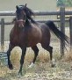Arabians | Hypoint | Fotki.com, photo and video sharing made easy.