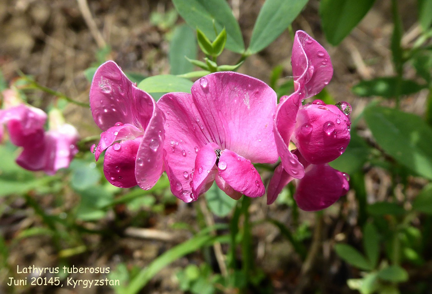 Lathyrus Tuberosus