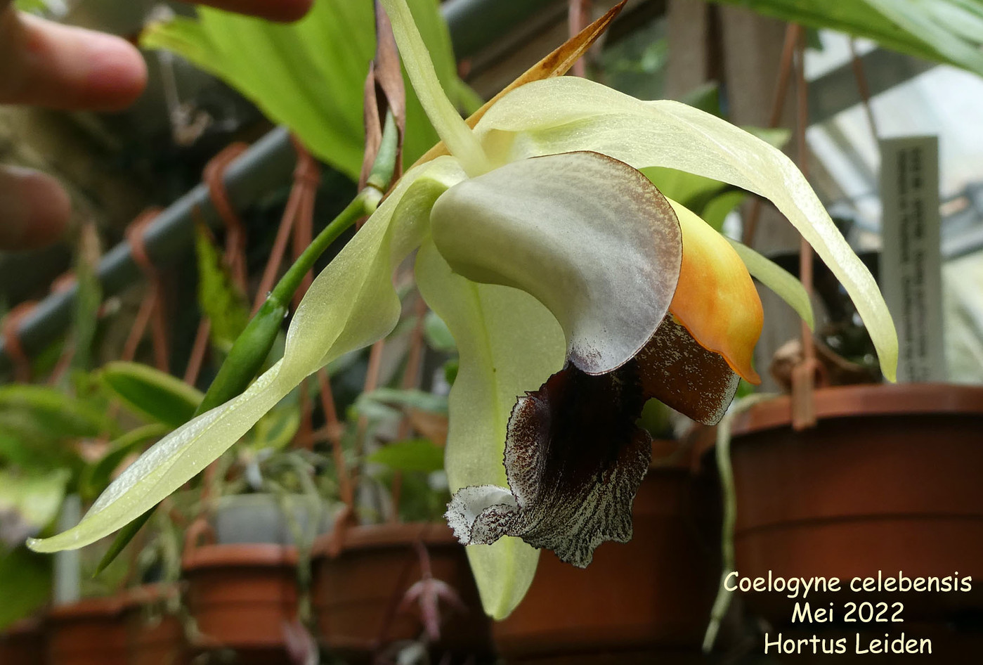 Photo: Coelogyne celebensis | Coelogyne album | Nora Goosen