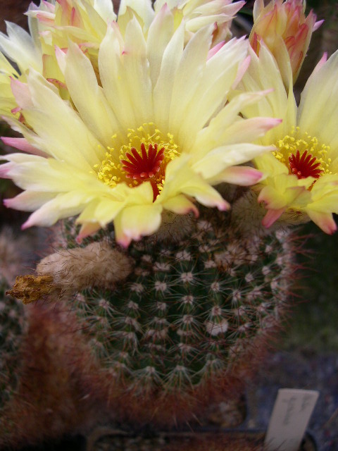 Photo: Notocactus apricus | Cactus Bol Cacti. album | Cok Grootscholten ...