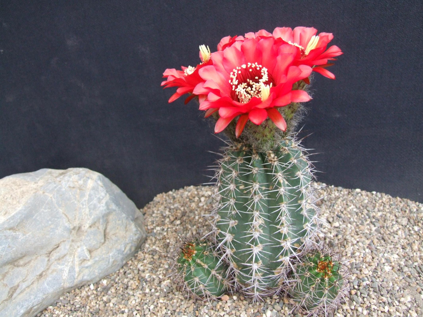 Photo: Lobivia grandiflorav. longispina | Cactus Echinopsis + Lobivia ...