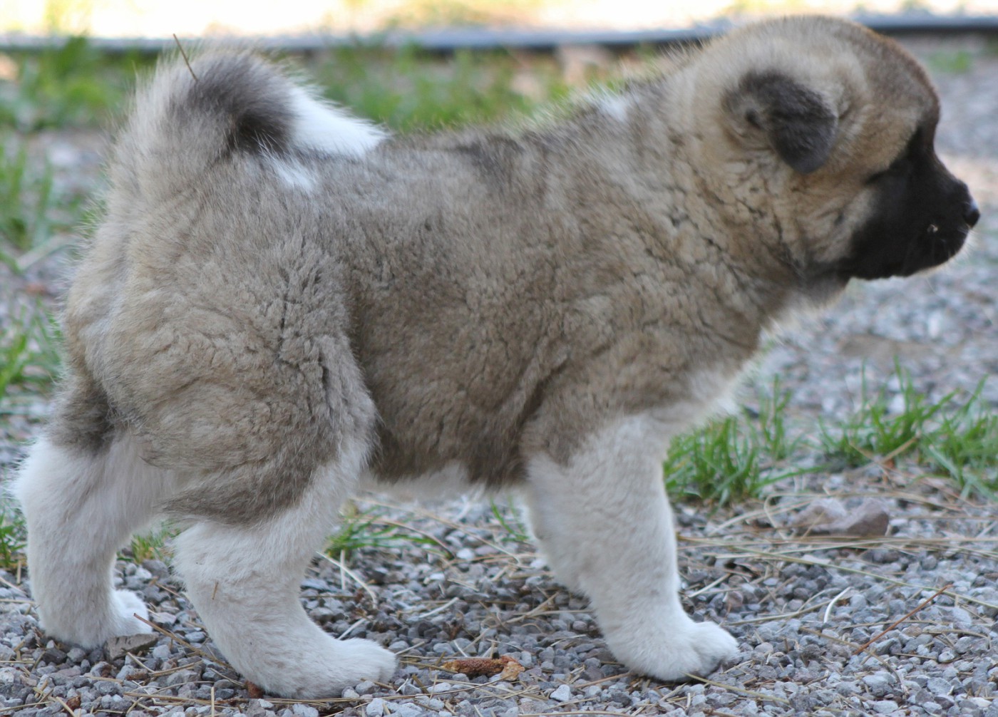 Austen X Danno 5 weeks 3 days Some fun in sun, more fun in sprinkler ...