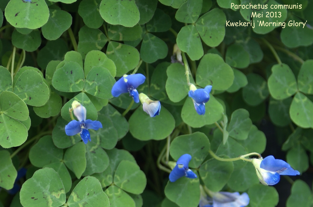 Photo: Parochetus communis | Z. Fabaceae (others) album | Nora Goosen ...