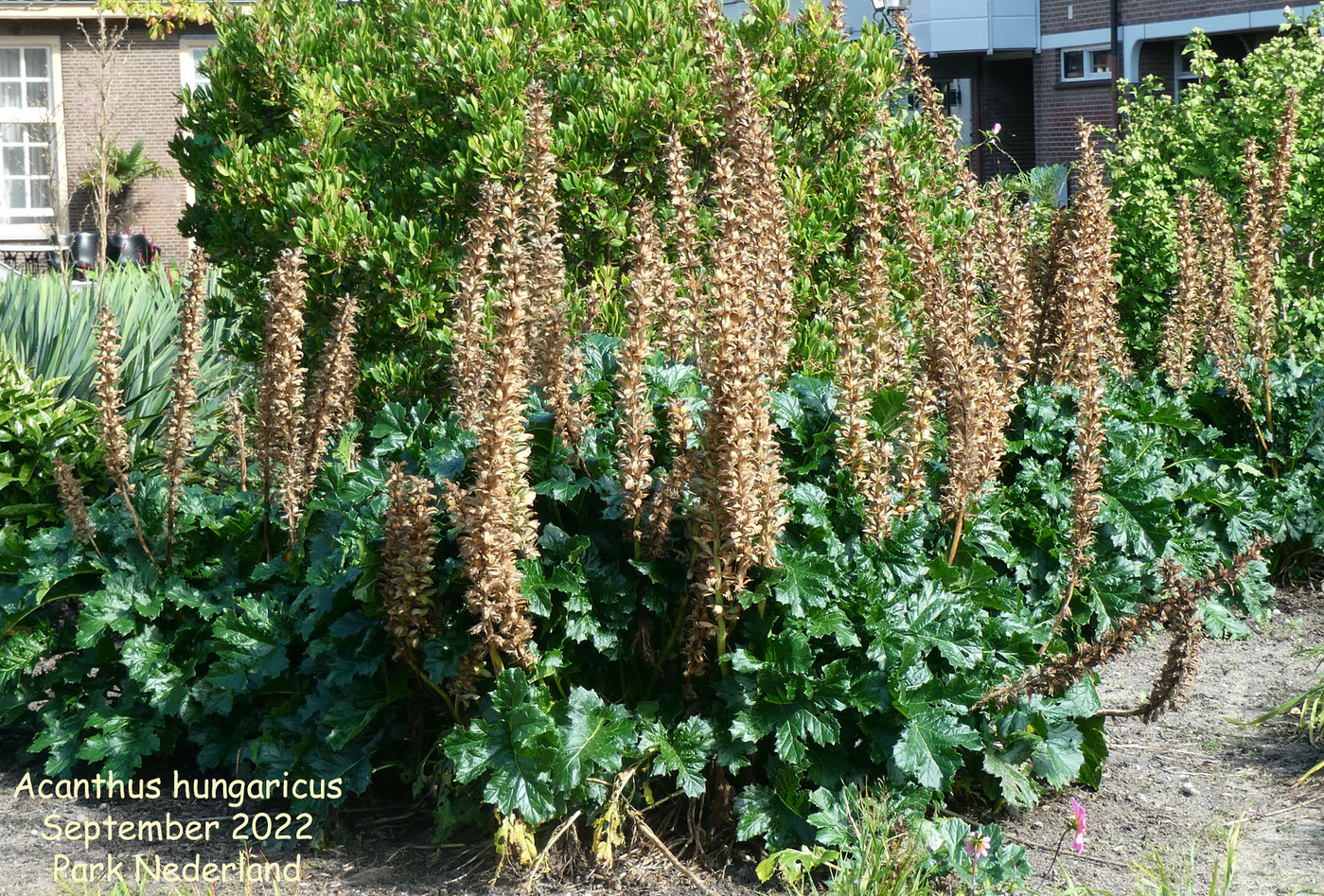 Photo: Acanthus hungaricus | Acanthus album | Nora Goosen | Fotki.com ...