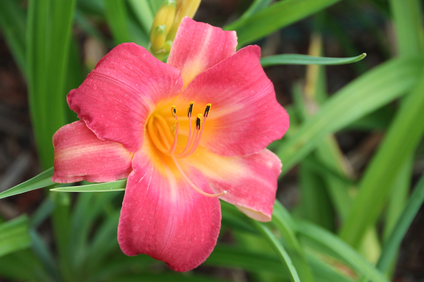 Photo: Cherry Cheeks | Daylilies Named A thru C album | Flamingo2011 ...