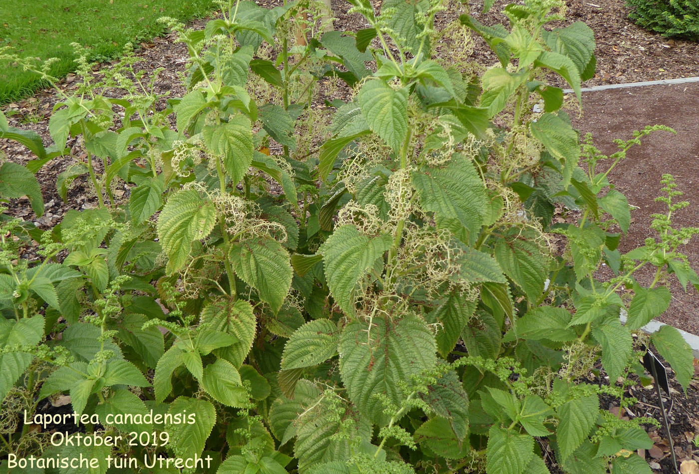 Photo: Laportea canadensis | Urticaceae (others) album | Nora Goosen ...