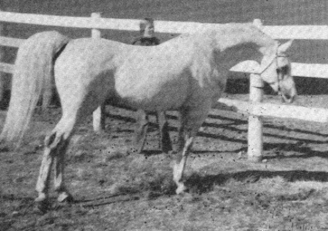 Photo: GALLANT FASHION++ #51123 (Ferzon x Ala-Arabi Tirzah, by ...