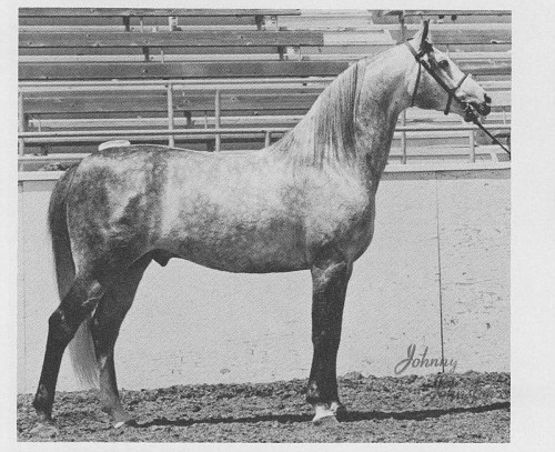 Photo: 1973 US & Canadian National Top Ten Stallion CHUTOR #79771 ...