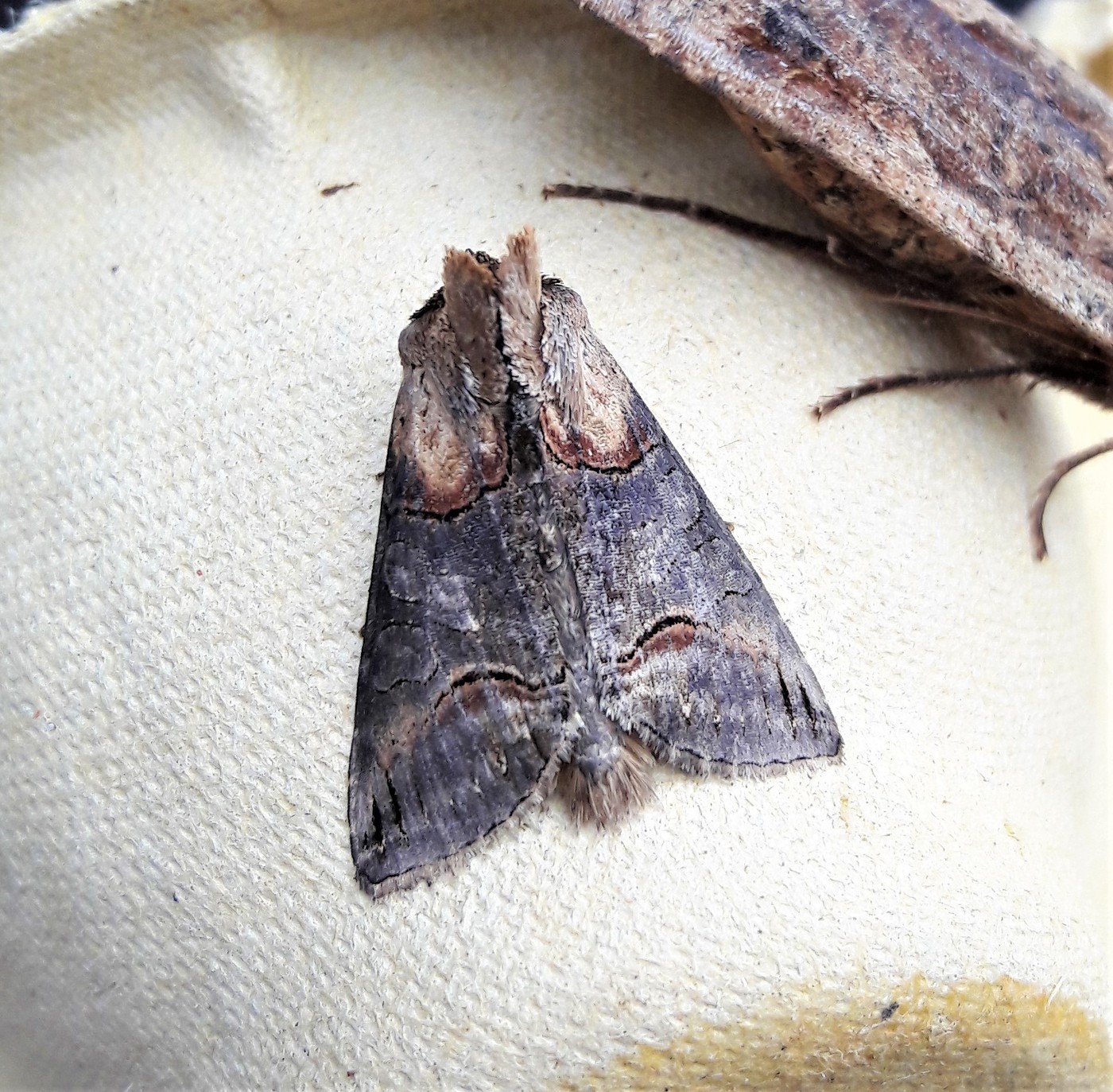 Photo: Dark Spectacle - Abrostola triplasia | Moths album ...