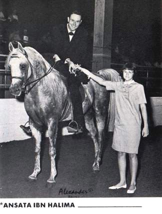 Photo: ANSATA IBN HALIMA++ #15897 (Nazeer x Halima, by Sheikh el Arab ...