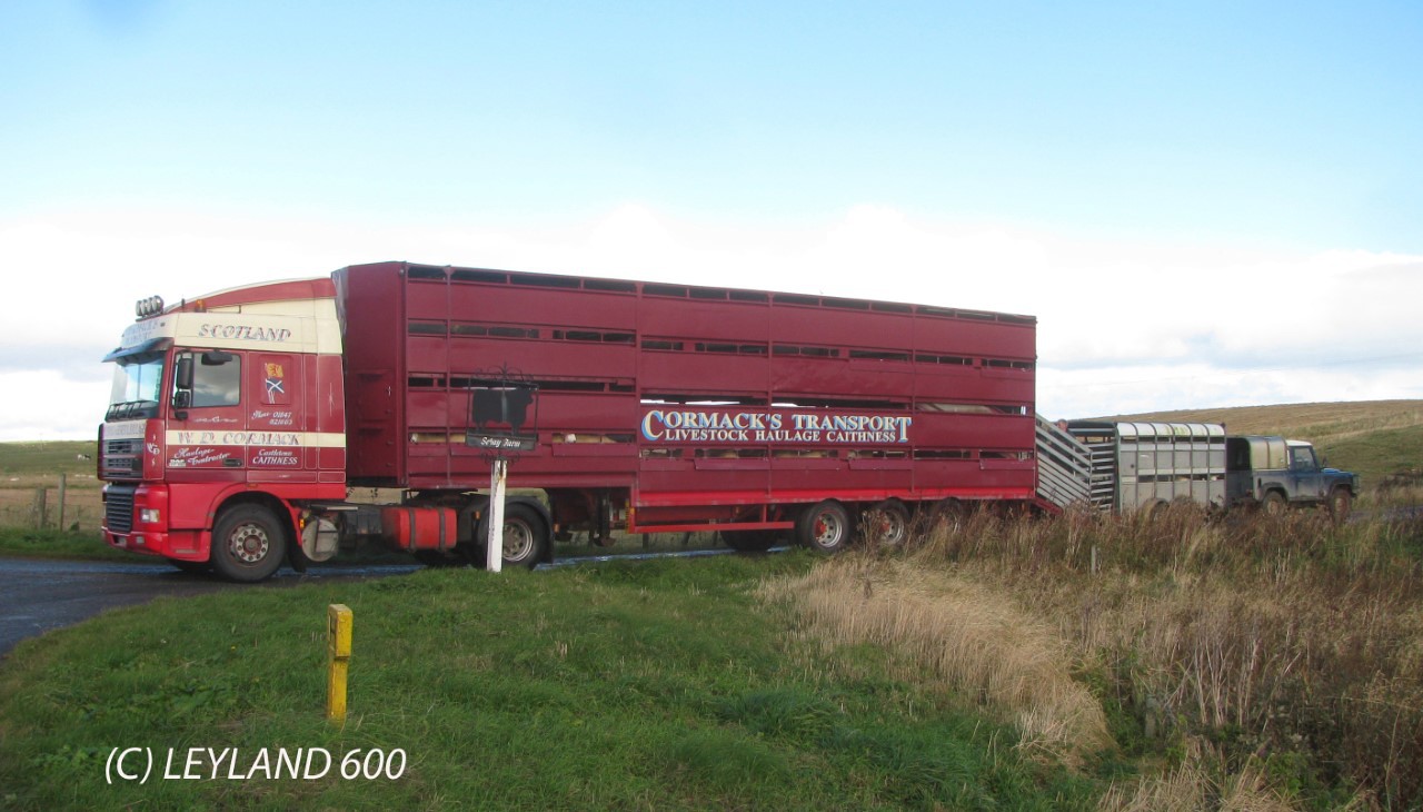 Photo: unknown Daf XF Cormacks, Castletown, delivering sheep from Lairg ...