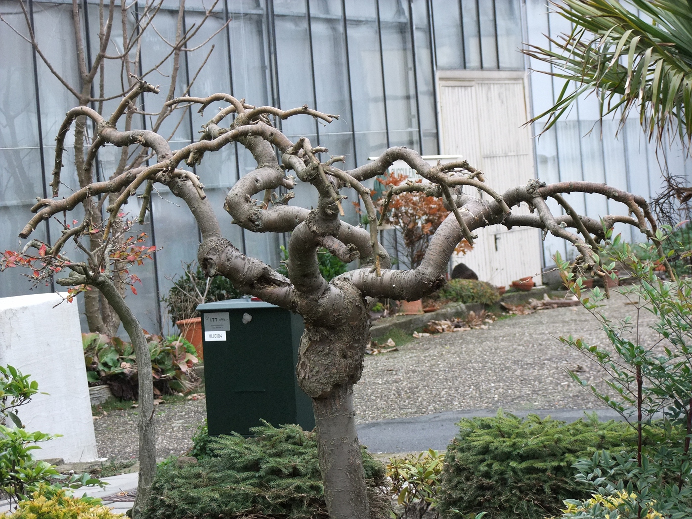 Photo: Laburnum Alpinum 'Pendulum' | Our Garden. and houseplants. album ...