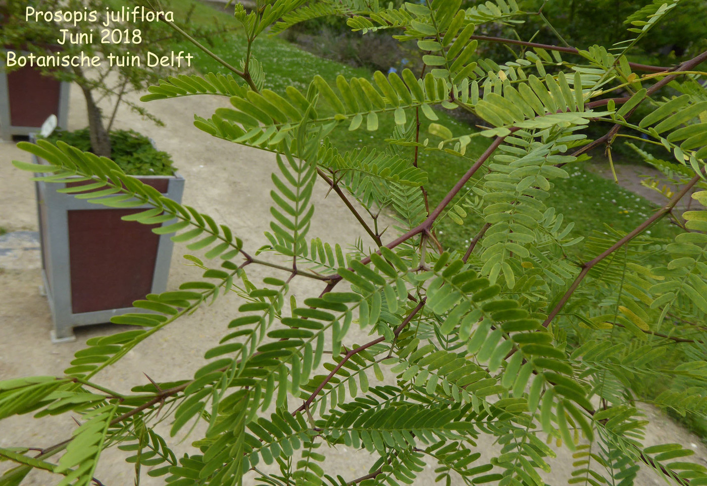 Photo: Prosopis juliflora | Z. Fabaceae (others) album | Nora Goosen ...