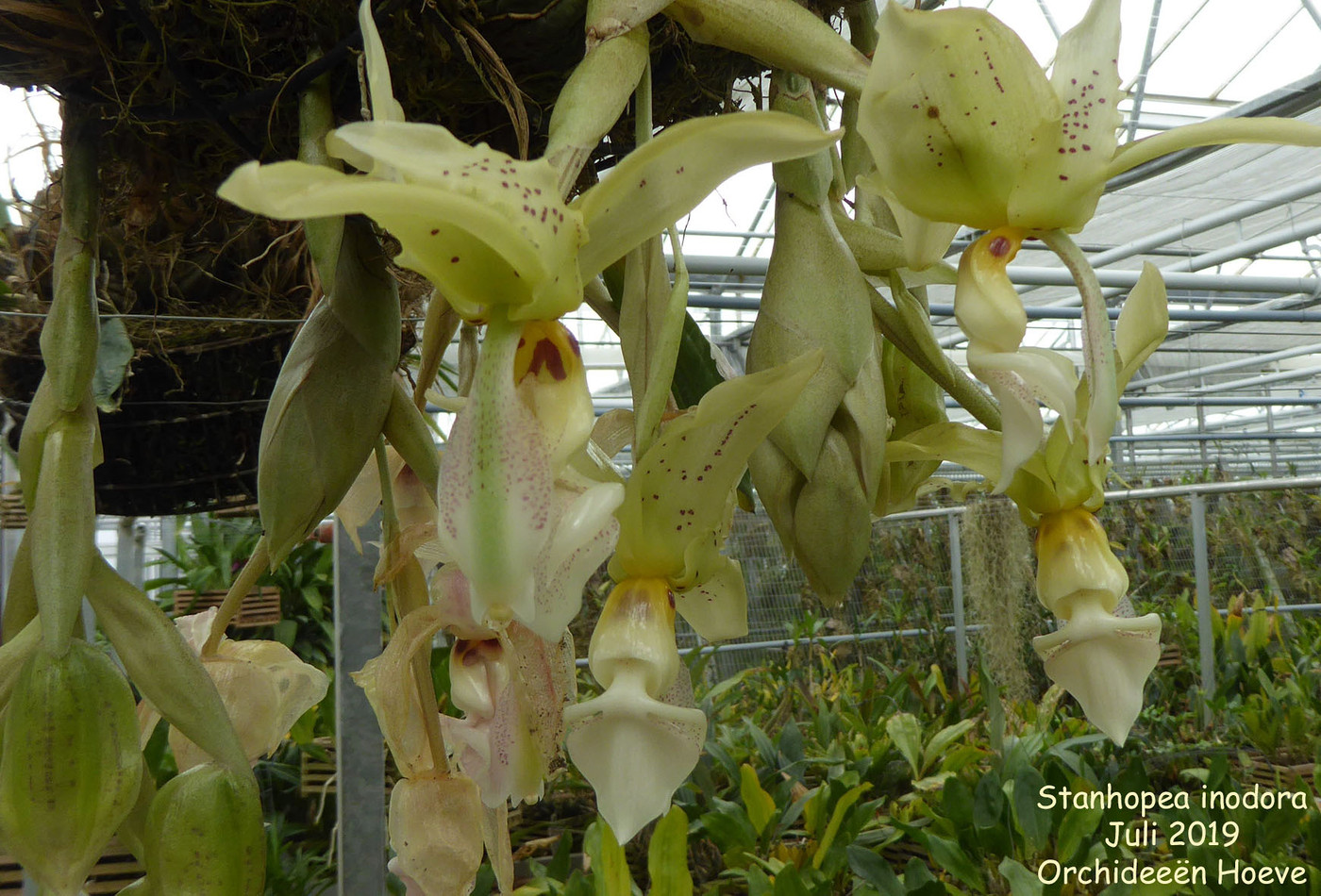 Photo: Stanhopea inodora | Stanhopea album | Nora Goosen
