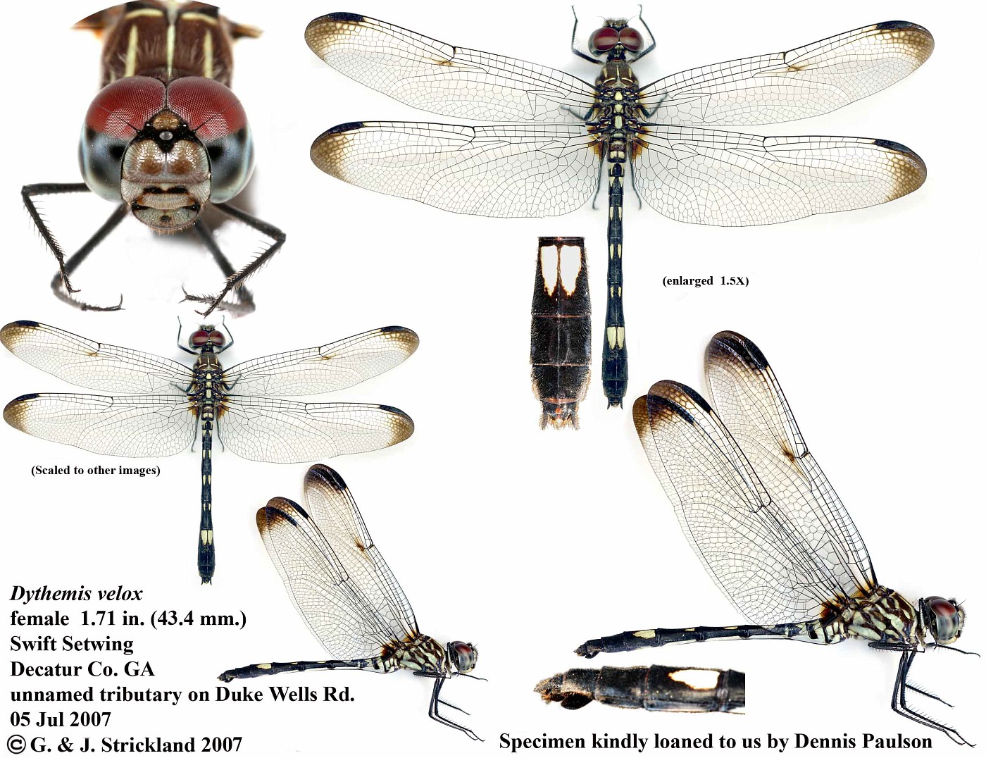 Photo: Dythemis velox female (Swift Setwing) | 7. Dragonfly scans #2 ...