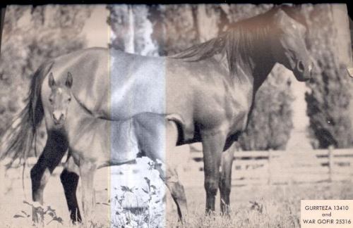 Photo: GURRTEZA #13410 (*Witez II x Gurrina, by Rifage) 1958-1976 bay ...