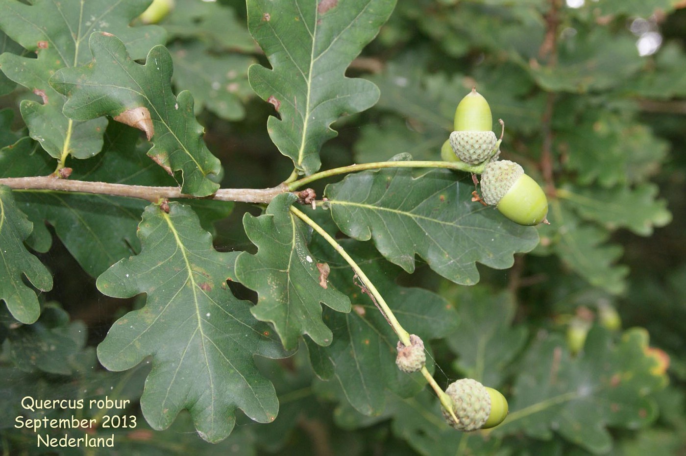 Photo: Quercus robur (seed) | Quercus album | Nora Goosen | Fotki.com ...