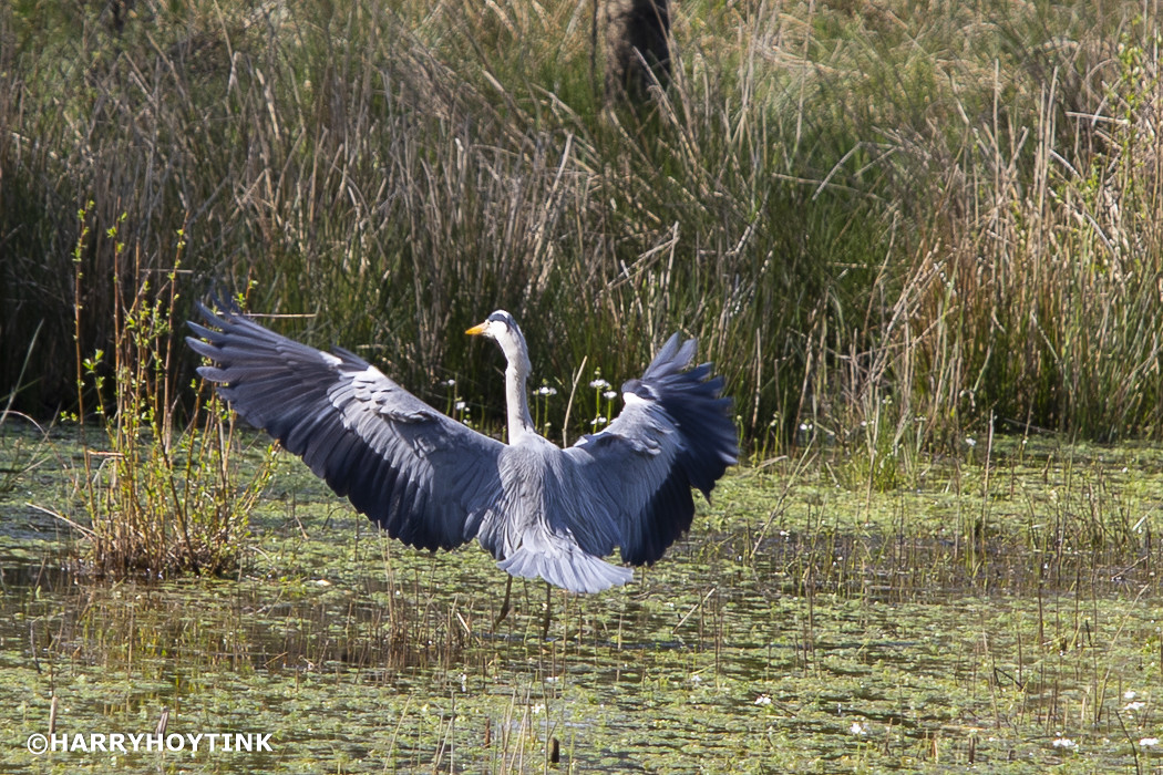 Photo: Blauwe Reiger-9838 | De mooiste Blauwe Reiger in het Witte Veen album | Harryhoytink ...