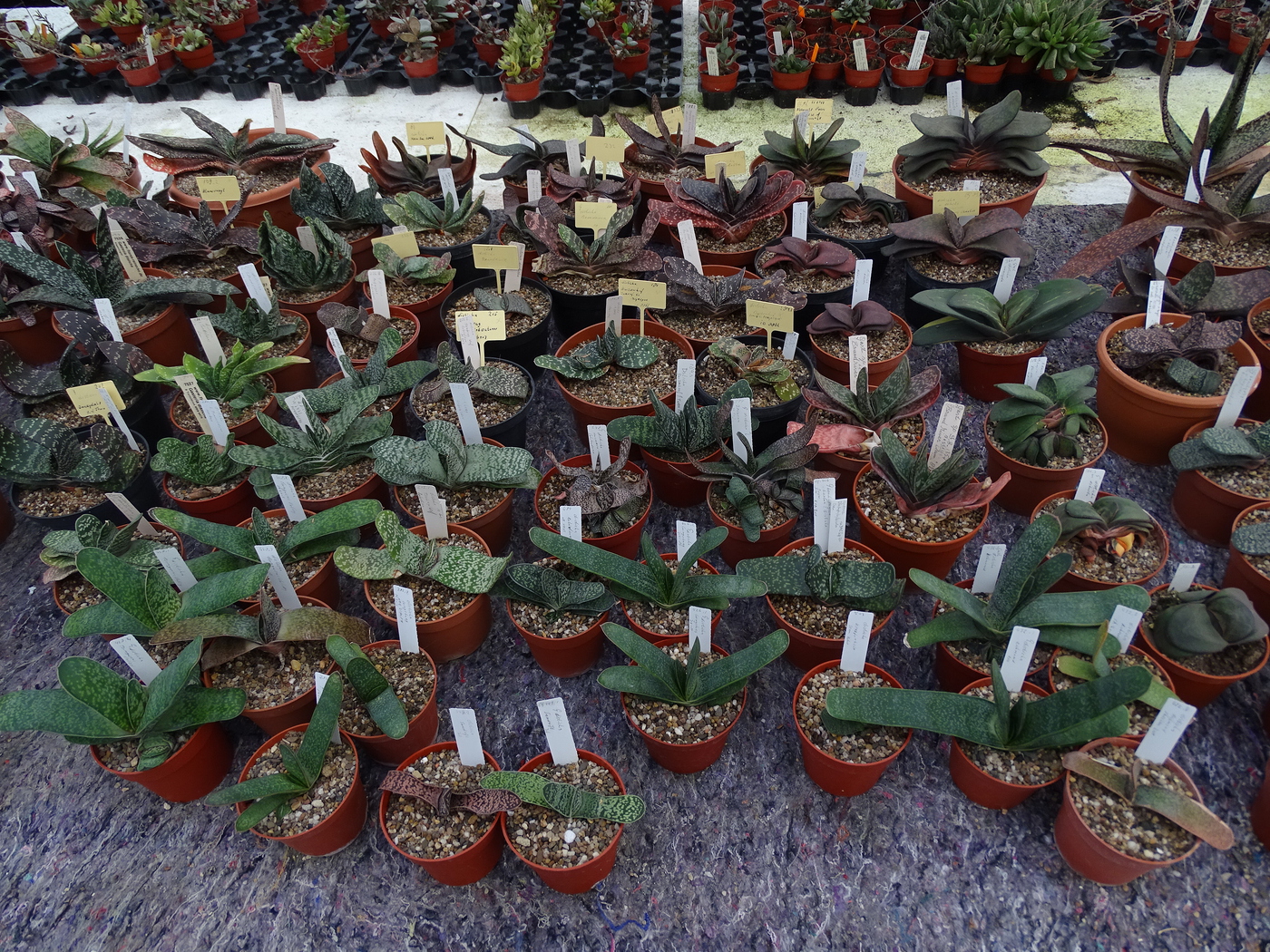 Photo: 39 disticha | W Gasteria collection14-12-2015. album | Cok ...