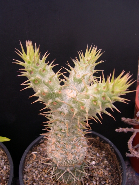 Photo: Pachypodium rosulatum v. inopinatum | Pachypodium. album | Cok ...