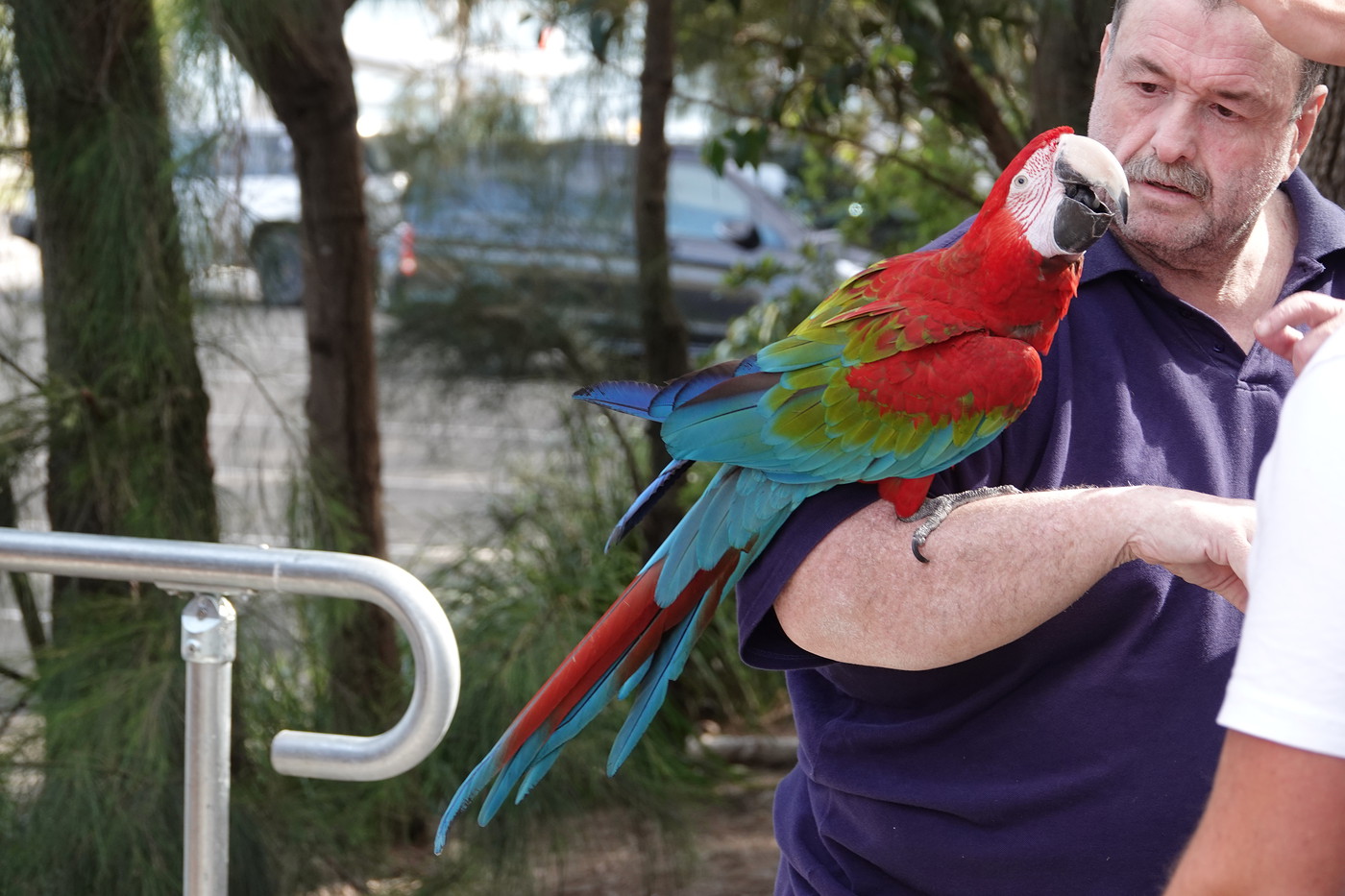 Photo: 2022 11 19 50 Parrots at Kissing Point Park | 2022 11 19 Sailing ...