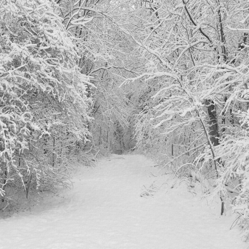 Photo: paper 4 | Beautiful Reindeer album | Jossie | Fotki.com, photo ...