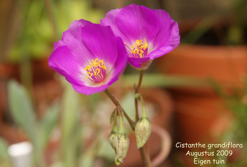 Photo: Cistanthe grandiflora | Z. Portulaceaceae (others) album | Nora ...