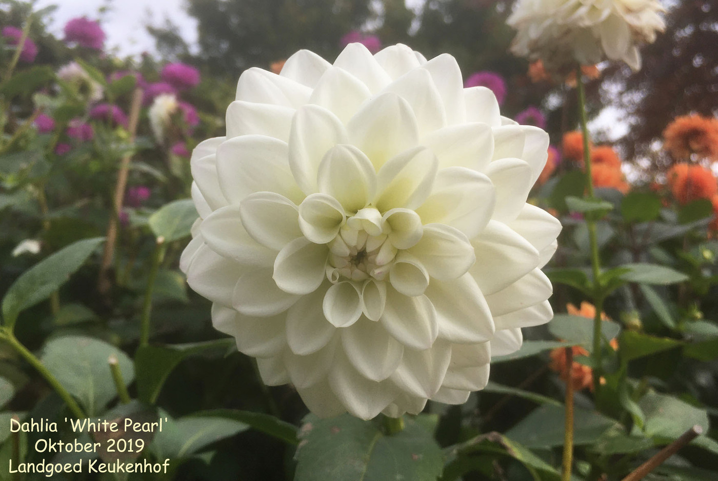 Photo: Dahlia 'White Pearl' | Dahlia (hybrid cultivars) album | Nora Goosen