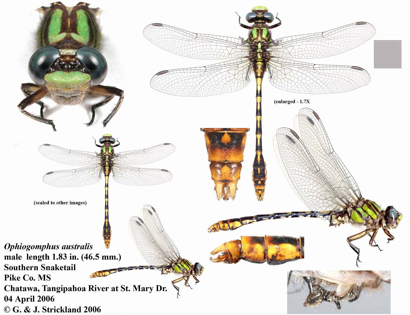 Photo: Ophiogomphus australis male #4 (Southern Snaketail) | 6 ...