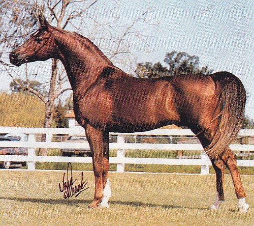 Photo: SR NADOM+ #220677 (*Muscat x Nasra, by Sport) 1976 chestnut ...