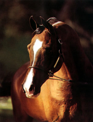 Photo: KHEMOSABI++++// 1967 bay stallion (Amerigo++ x Jurneeka++, by ...
