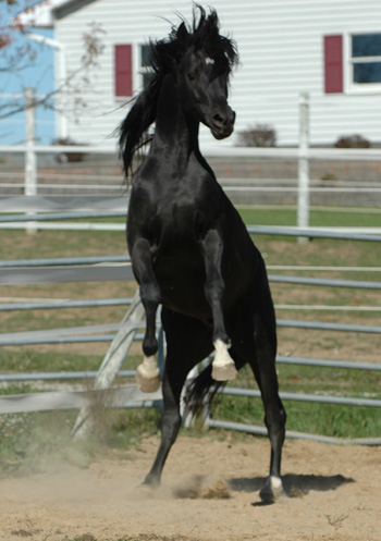 Photo: PIONEER ECLIPSE black stallion (The Pioneer V x Avatar Poinciana ...