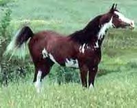 Photo: WA OUTRAGEOUS bay mare by Khartoon Khlassic (more pics in Sabino ...