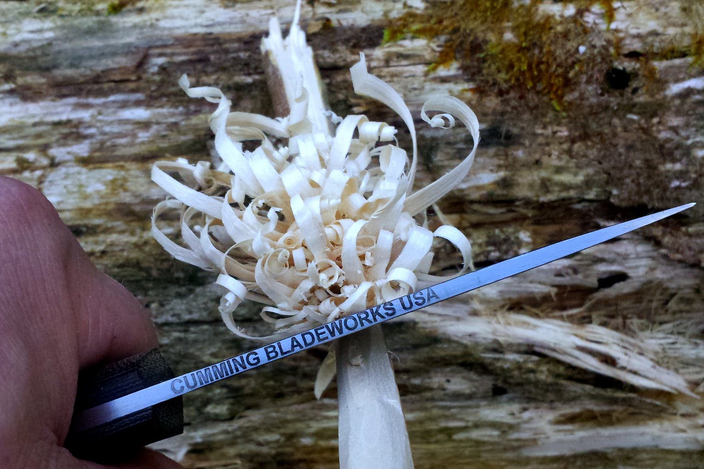 Photo: 491888931 2178271242604048 1401947826792455858 n | Fiddleback ...