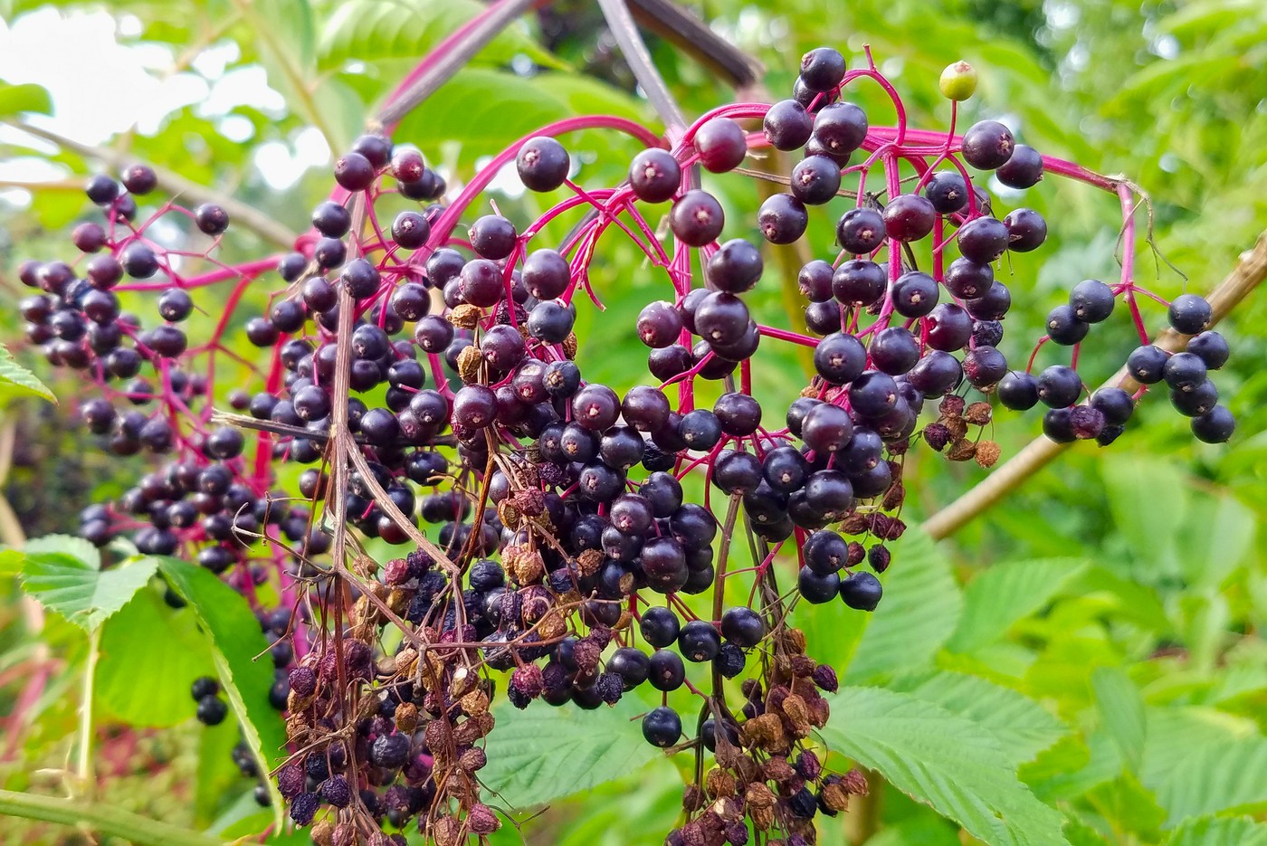 Elderberries Vs Poke Berries | Bushcraft USA Forums