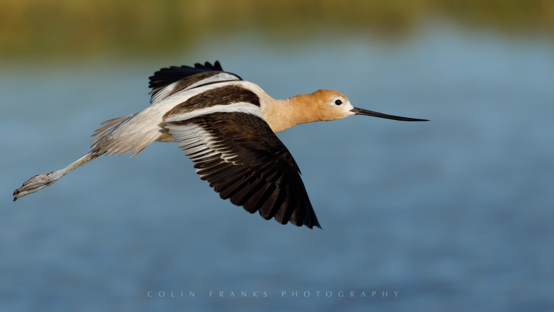 American Avocets - FM Forums